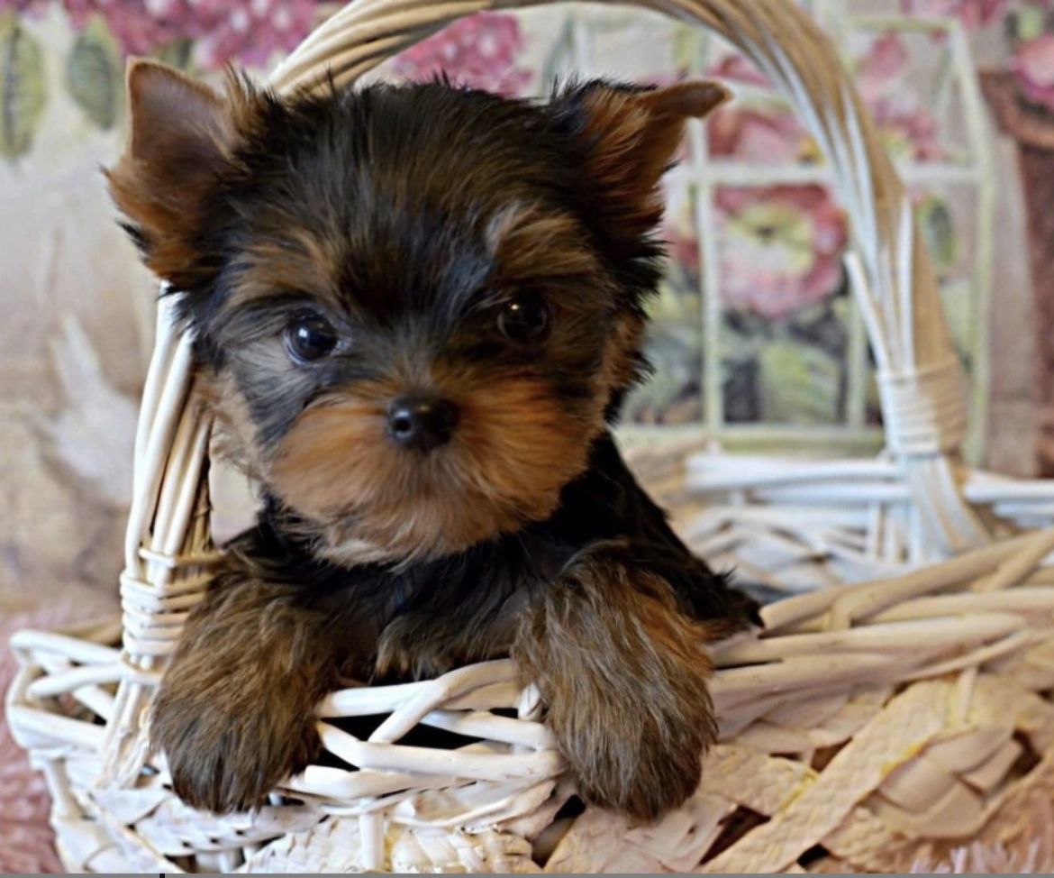 Top Yorkie Breeders in Arizona