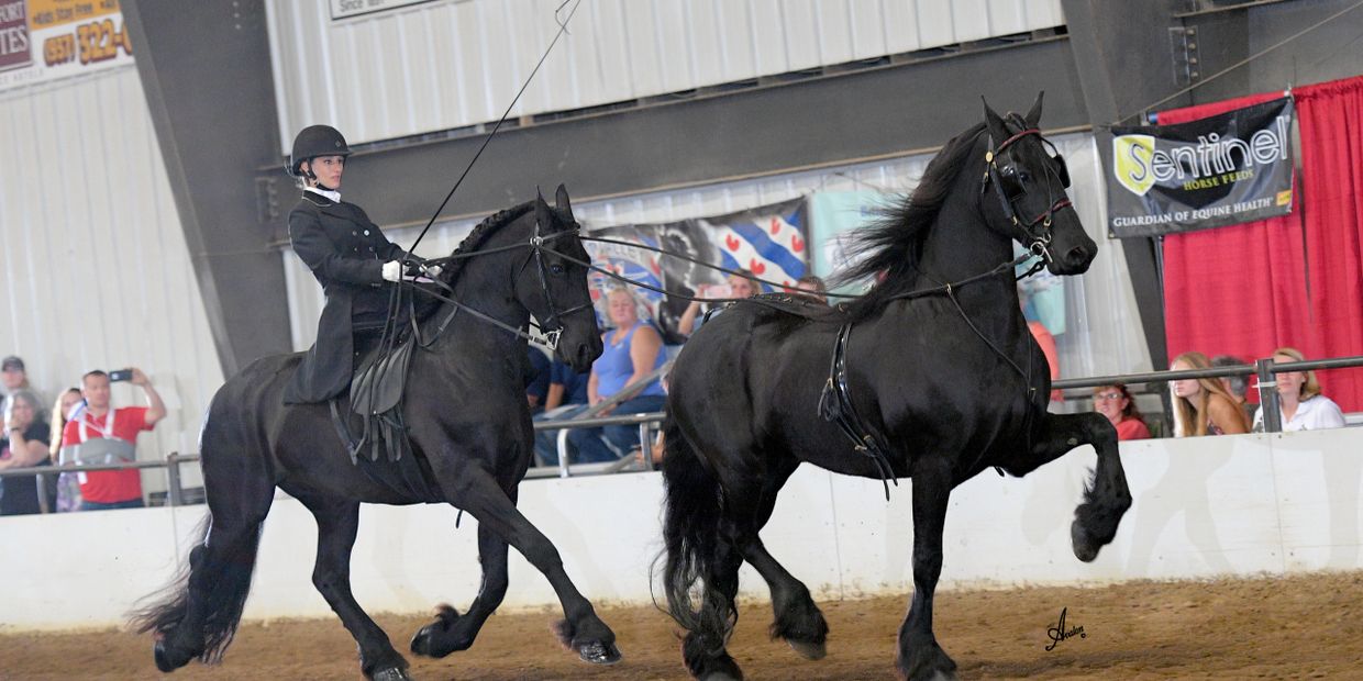 Miley Friesians - Home