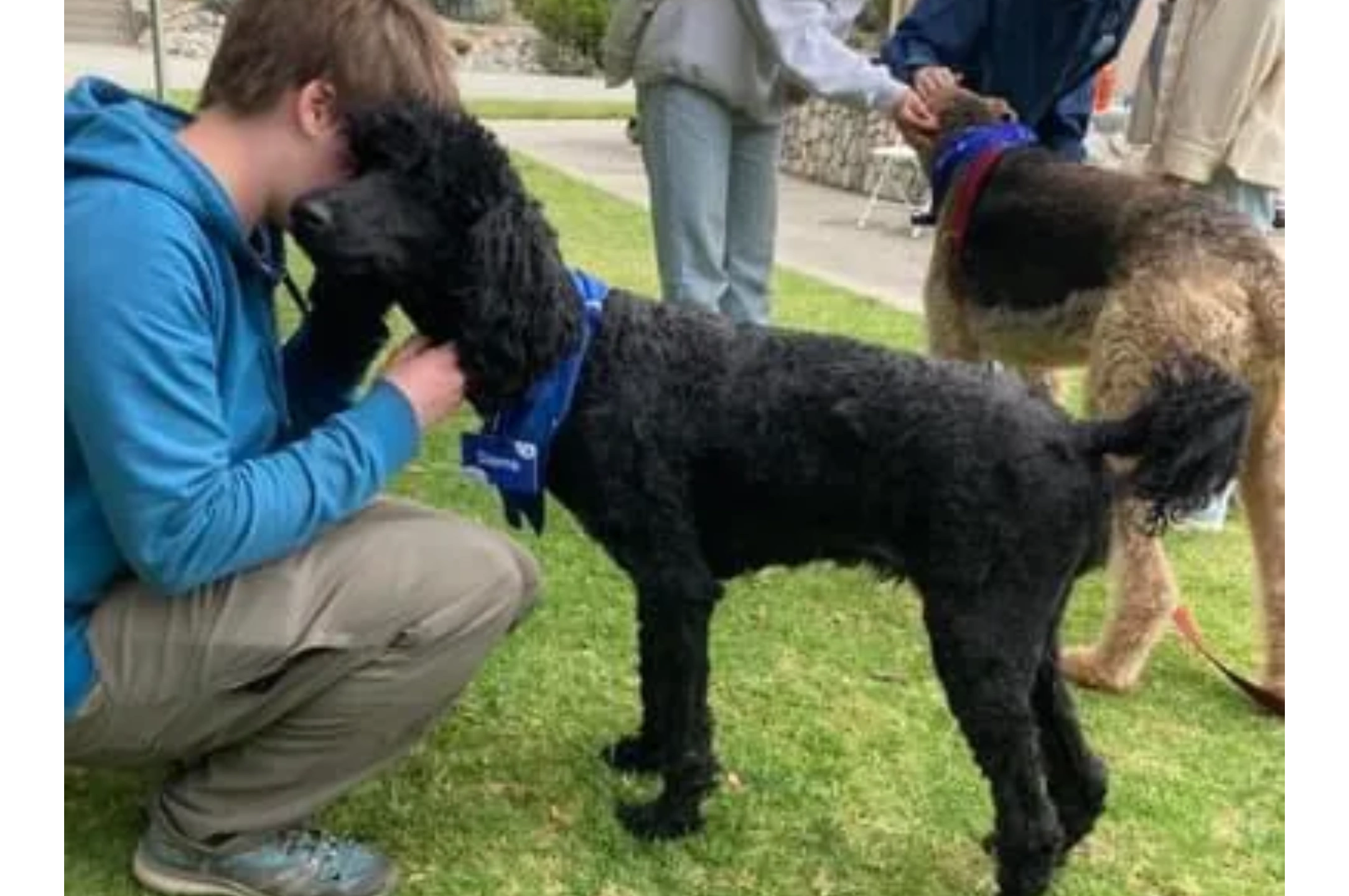 Poodle Pup Rescue