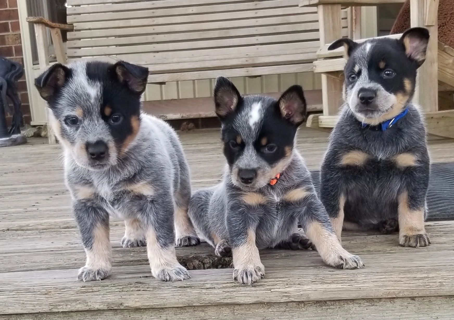 Blue Australian Cattle Dog Puppy