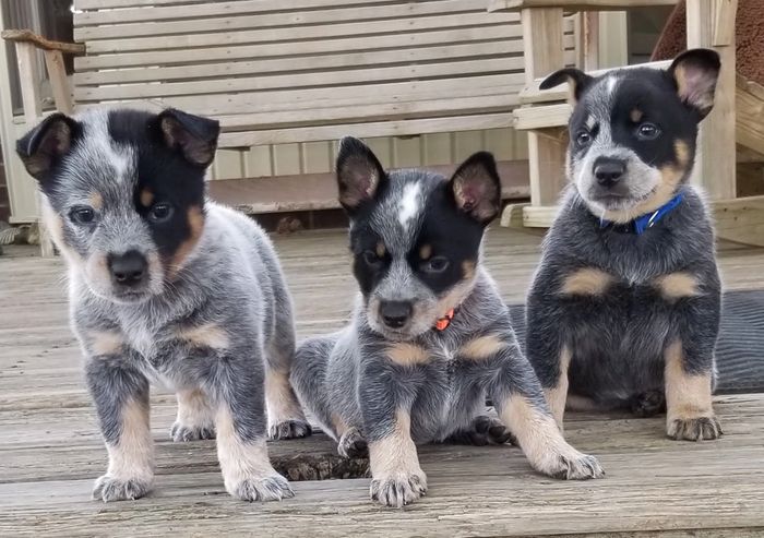 NC Mini Heelers - Mini Heelers, Australian Cattle Dogs, Blue Heeler