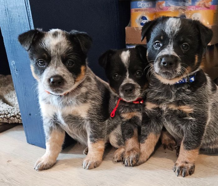 NC Mini Heelers - Mini Heelers, Australian Cattle Dogs, Blue Heeler