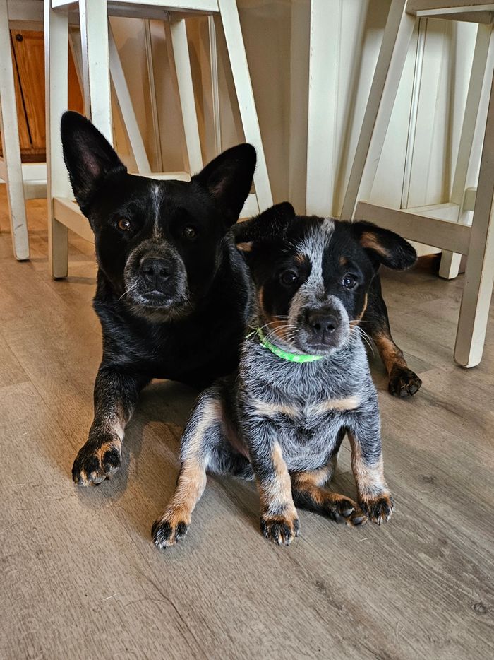 NC Mini Heelers - Mini Heelers, Australian Cattle Dogs, Blue Heeler