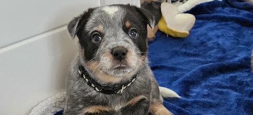 NC Mini Heelers - Mini Heelers, Australian Cattle Dogs, Blue Heeler