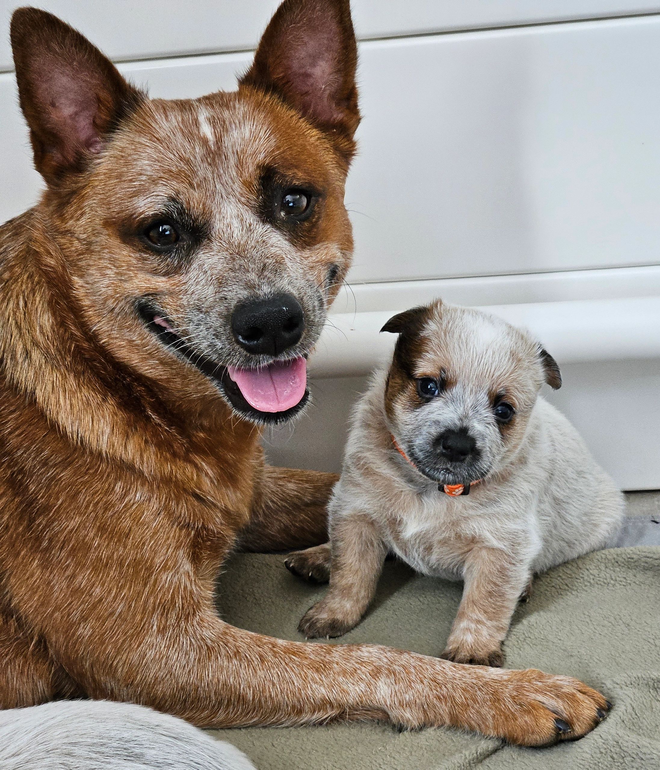 Horizon Heelers: Mini Australian Cattle Dog Breeders