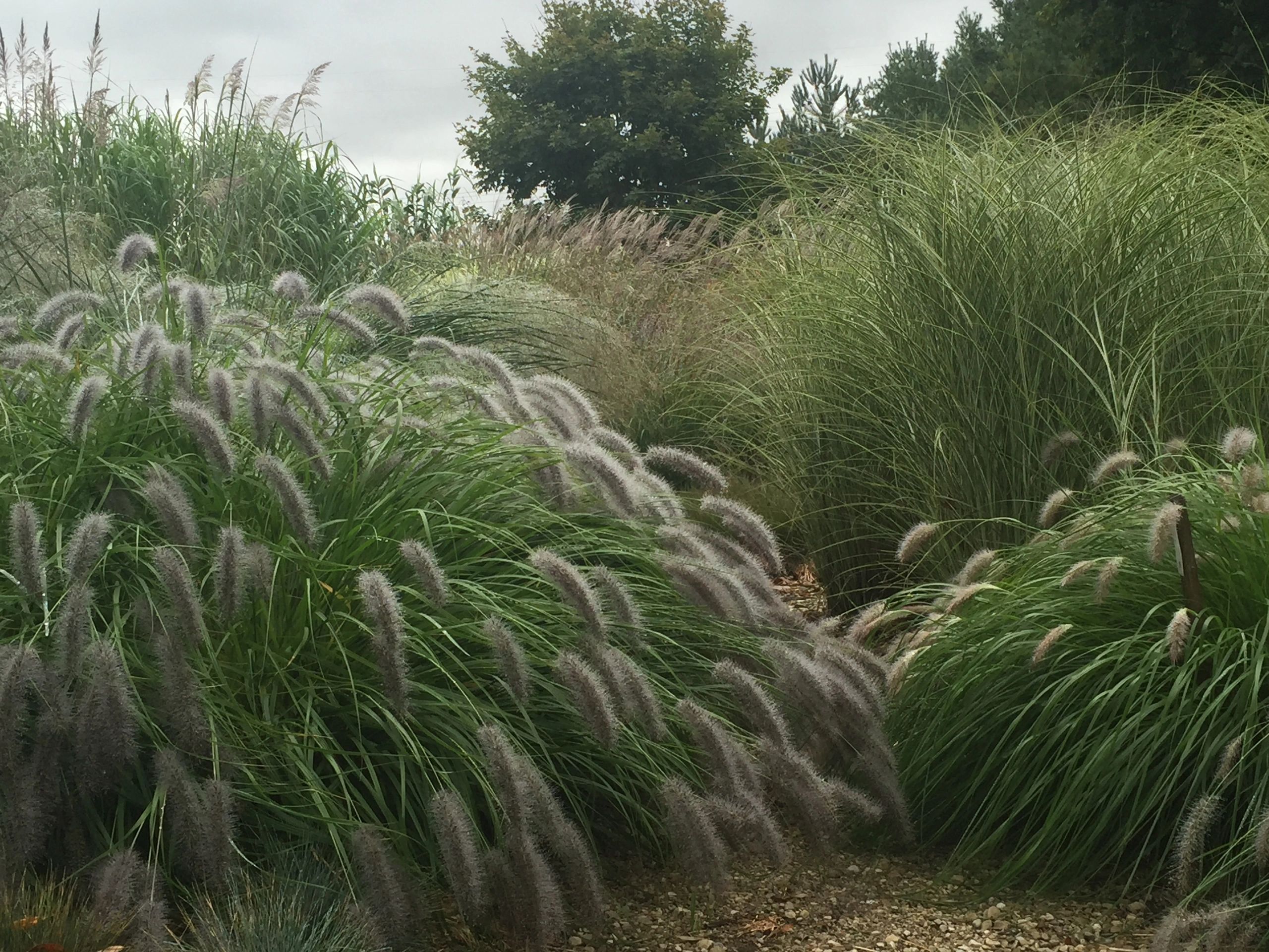 Willow Farm Grasses - Ornamental Grasses, Native Plants