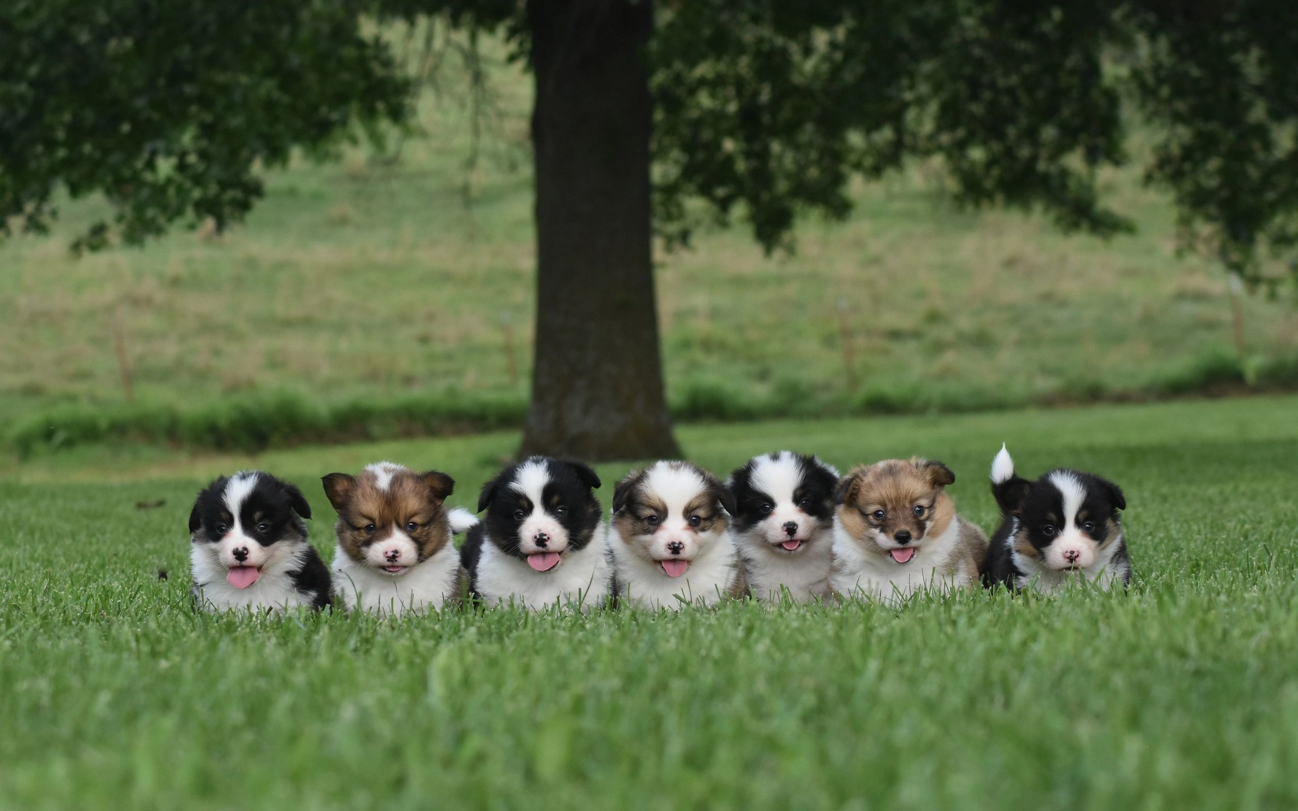 Willow Creek Corgis - Home