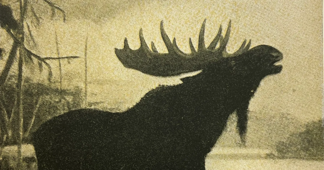 Tim Lynch, Mad King of the Moose