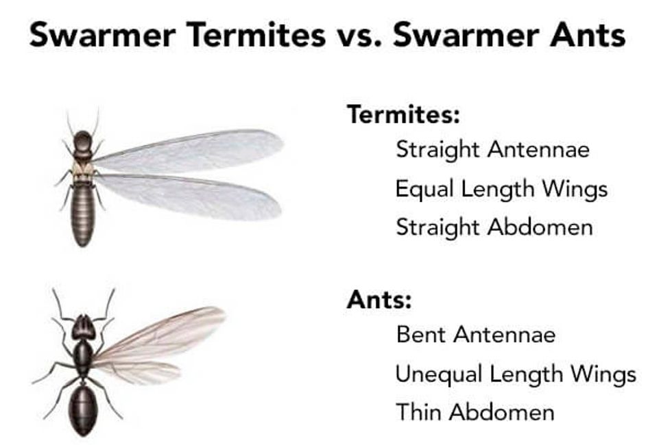 All Pro Pest Control Services - Termites, Swarmers | All Pro Pest ...