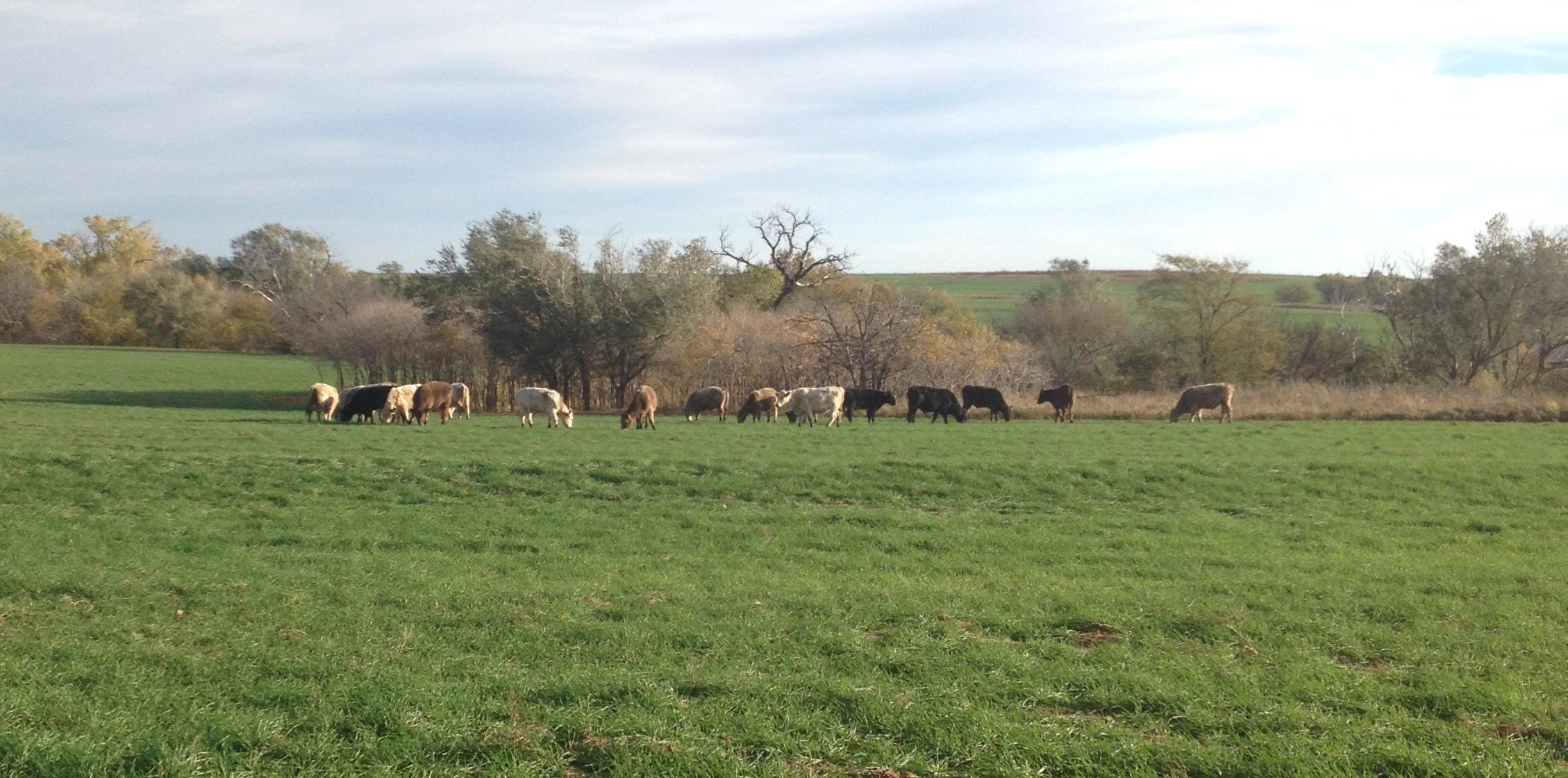 Our Grass-Fed Beef | Crispin Grass Fed Beef