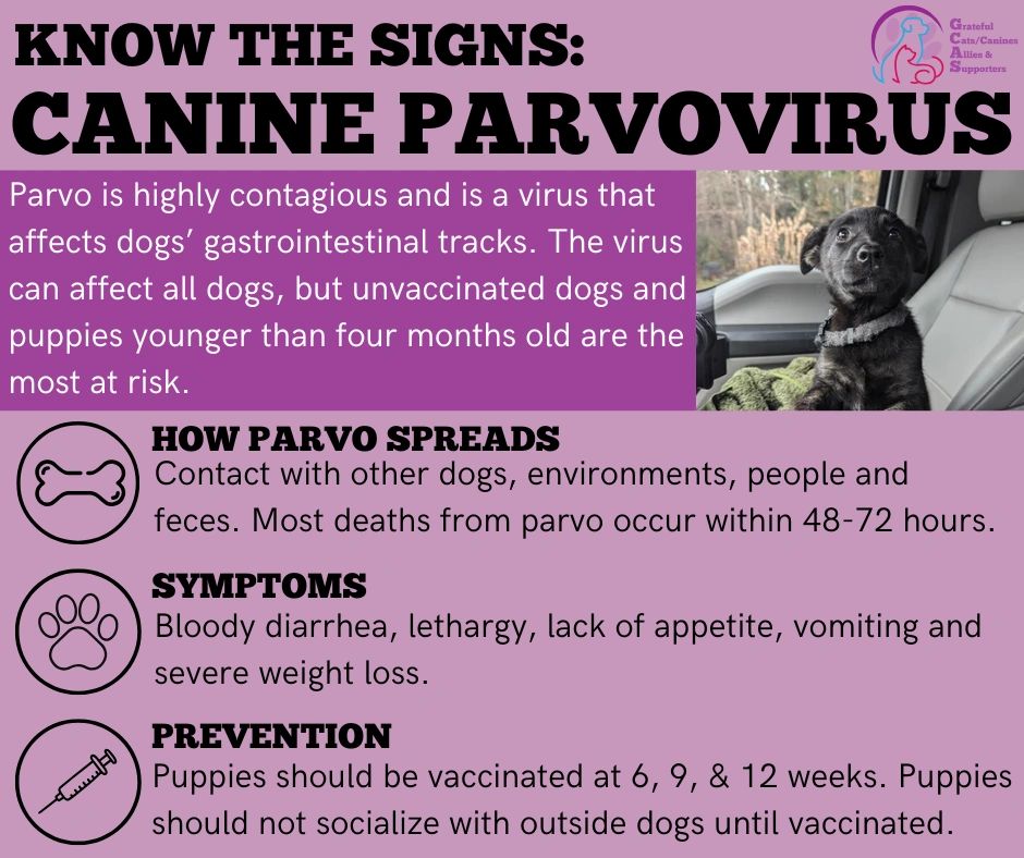 Canine Parvovirus: Know the Signs