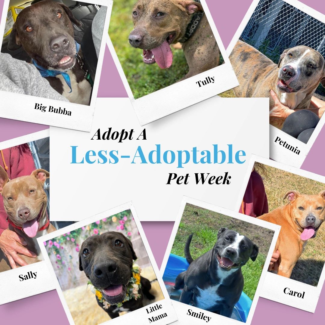 Adopt a Less-Adoptable Pet Week