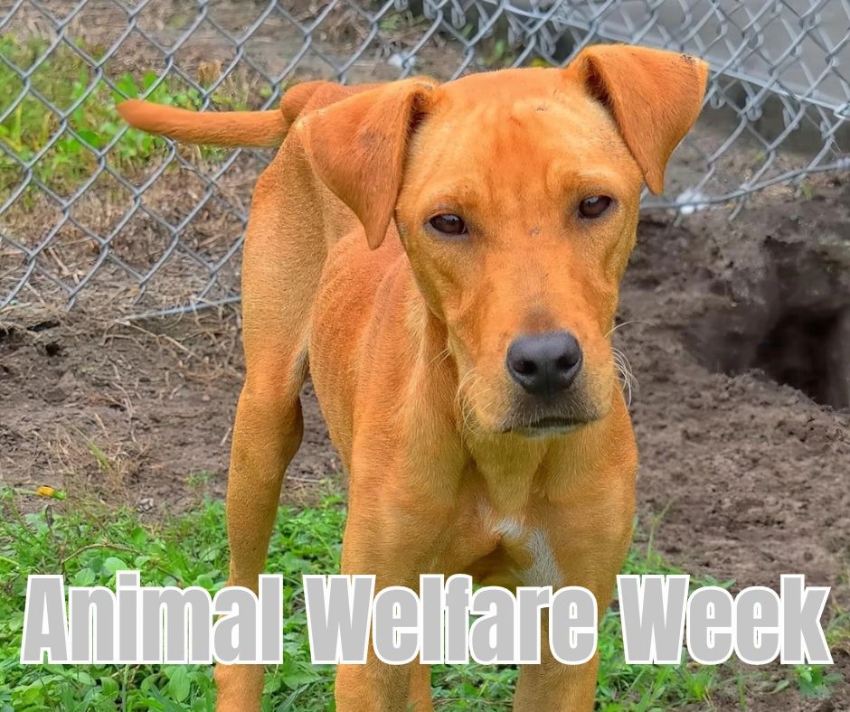 Animal Welfare Week