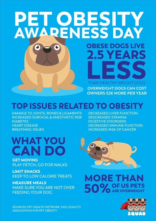 National Pet Obesity Awareness Day
