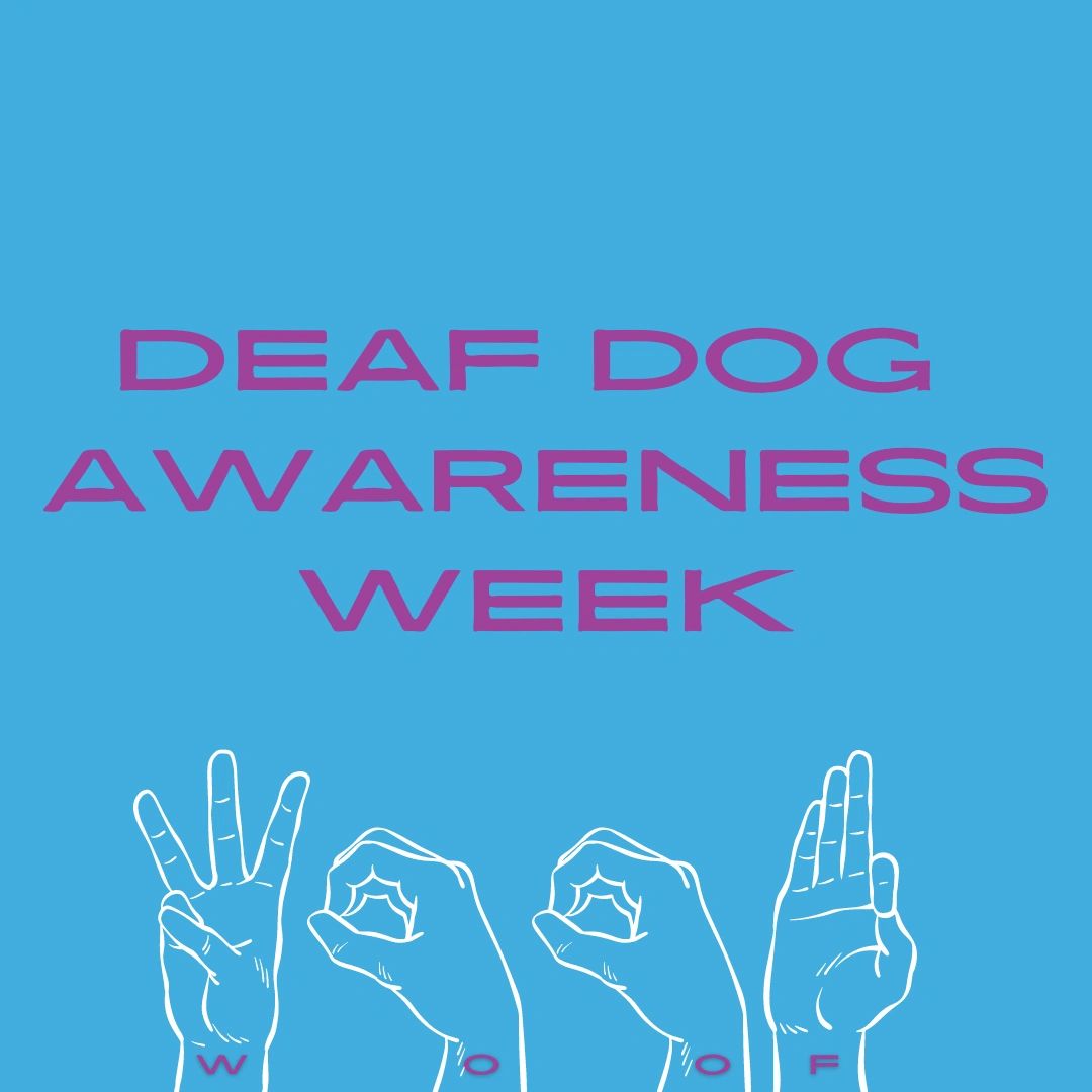 Deaf Dog Awareness Week