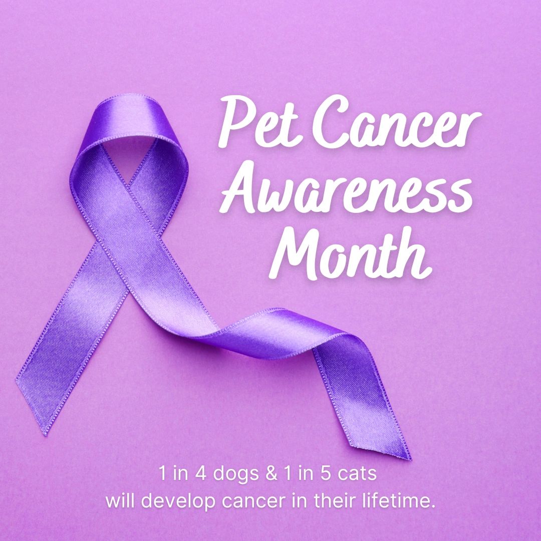 Pet Cancer Awareness Month