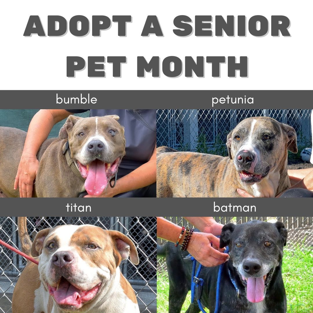Adopt a Senior Pet Month
