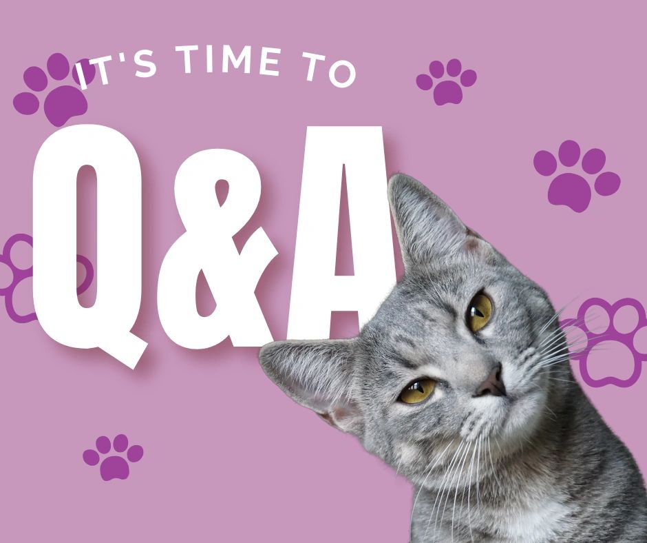 Answer Your Cat's Questions Day