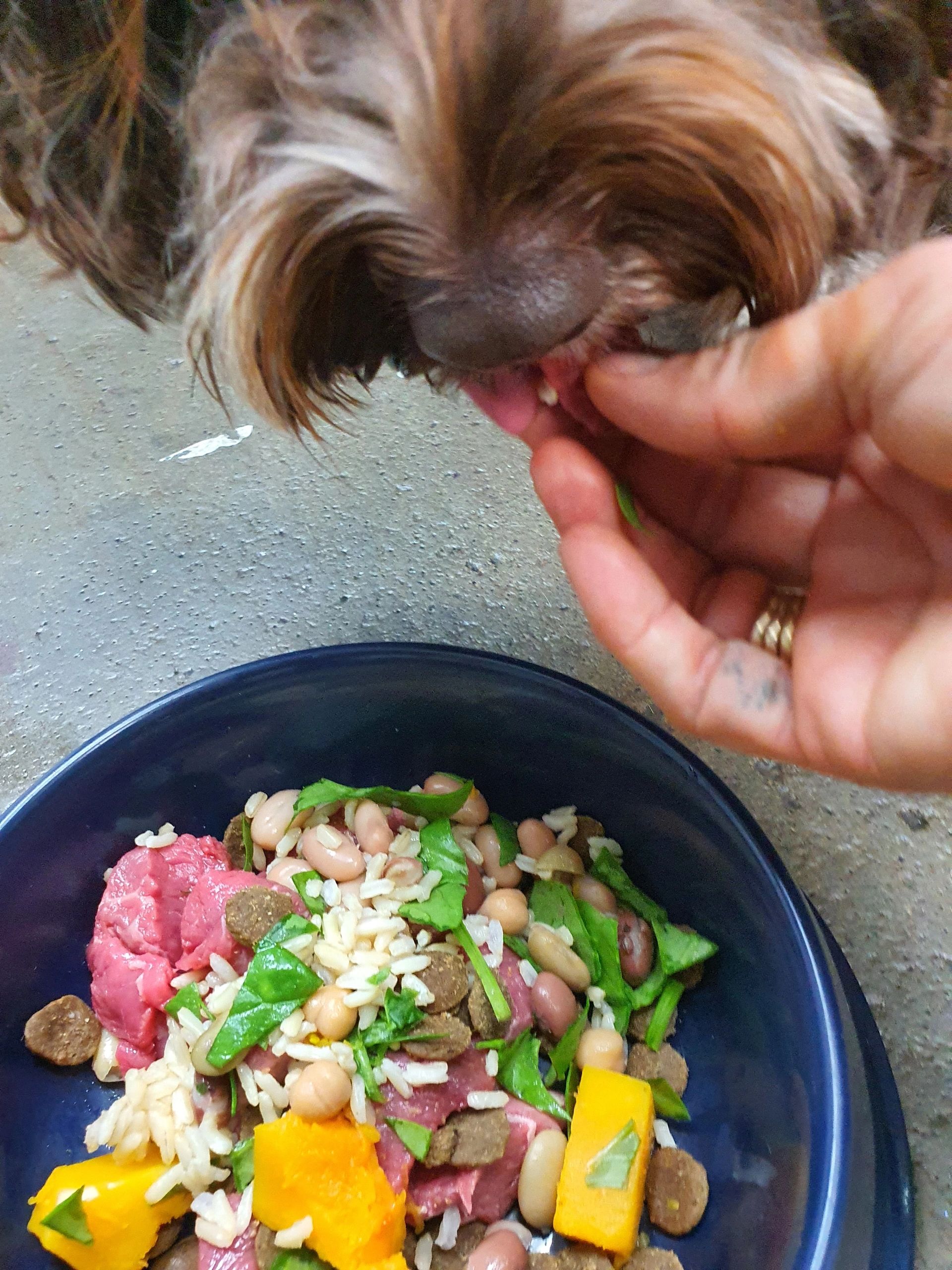 Does your dog think it’s the Alpha pack leader in your Family?