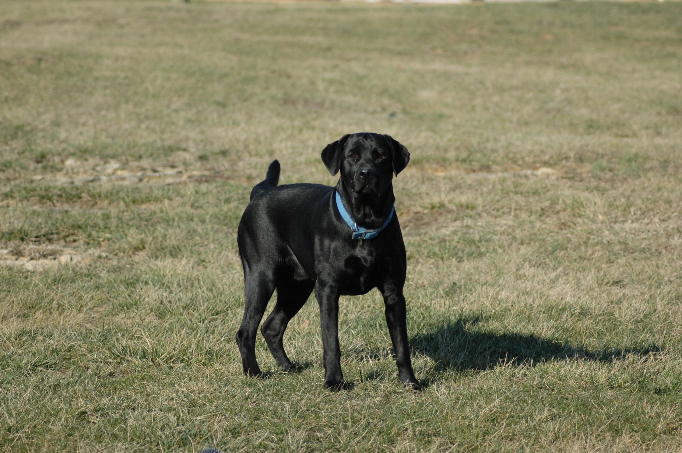 RLF Labradors - Labrador Puppies, Labrador Puppy for Sale | RLF Labradors