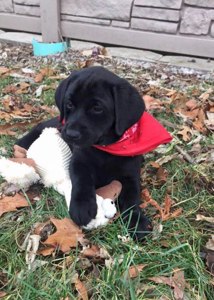 RLF Labradors - Labrador Puppies, Labrador Puppy for Sale