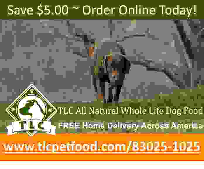 RLF Labradors - Labrador Puppies, Labrador Puppy for Sale | RLF Labradors