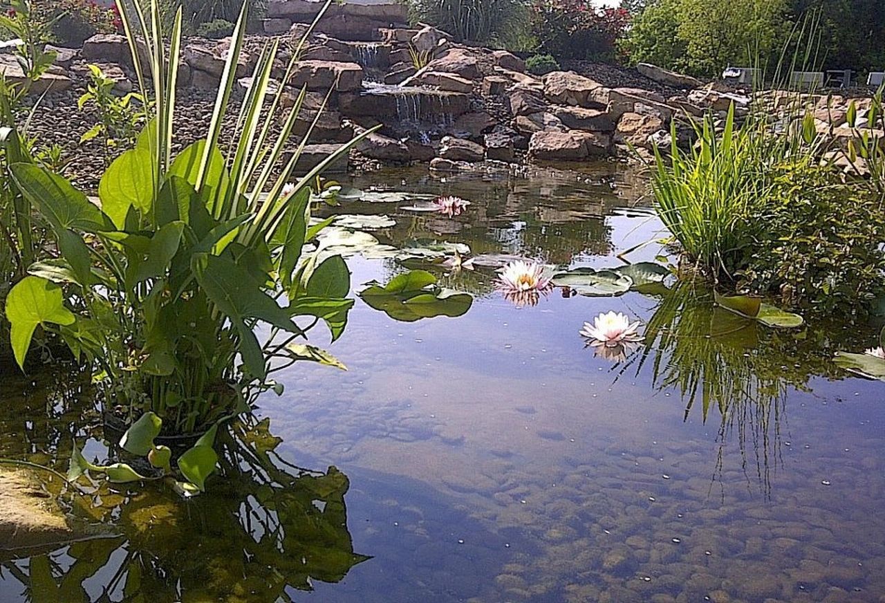 Myakkaaquatics - Koi Pond Maintenance - Sarasota, FL