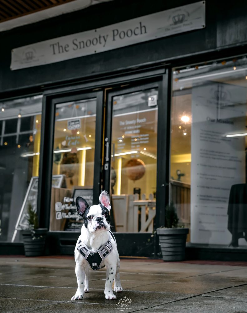 Snooty Pooch