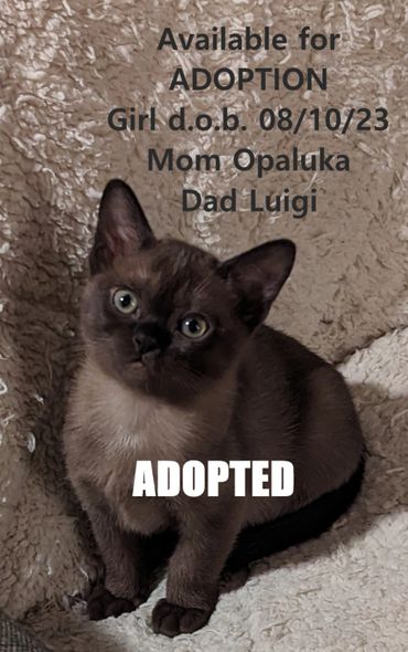 LaRiMi - Pets, Burmese, Cat Kitten