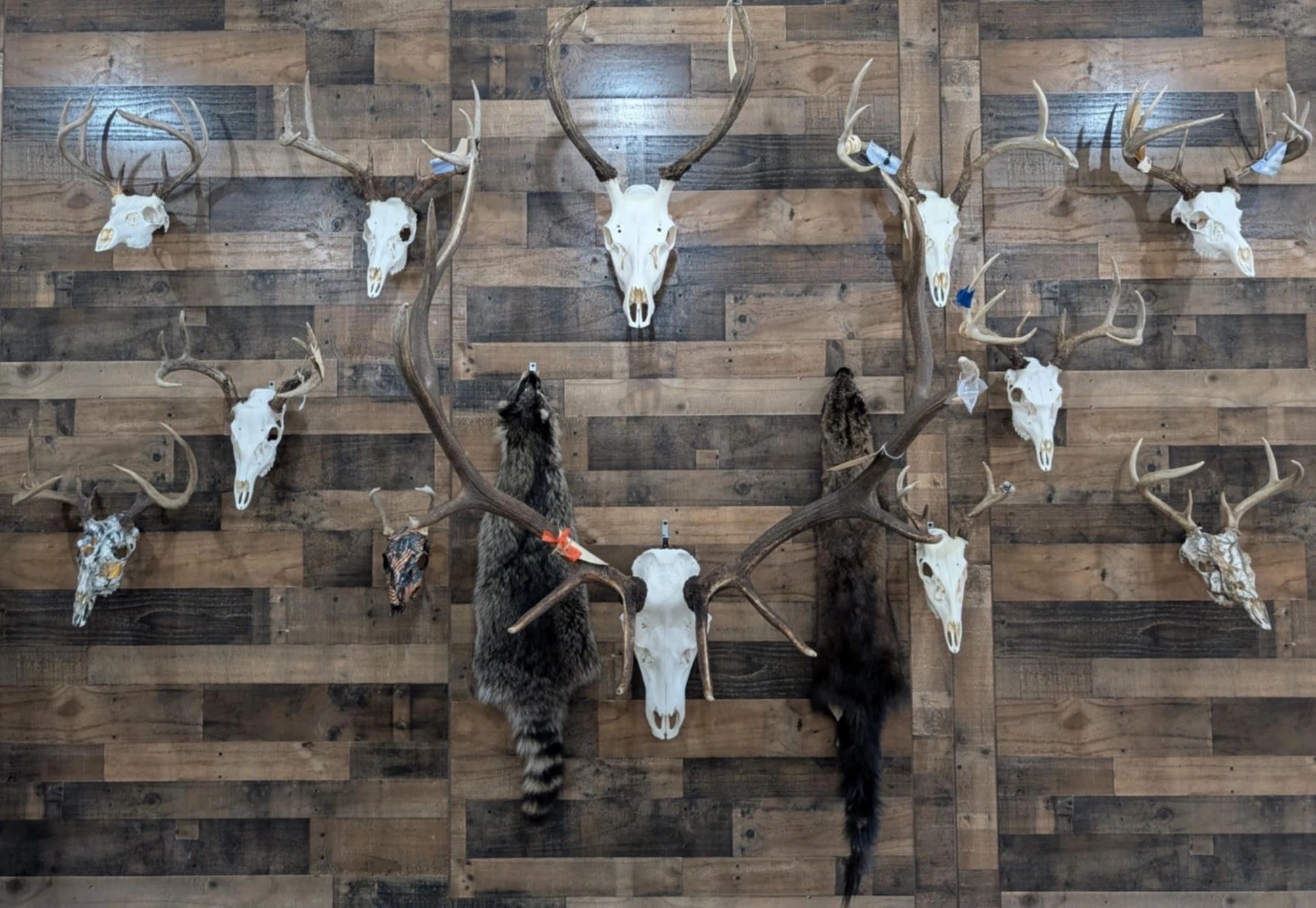 Hetaxidermy
