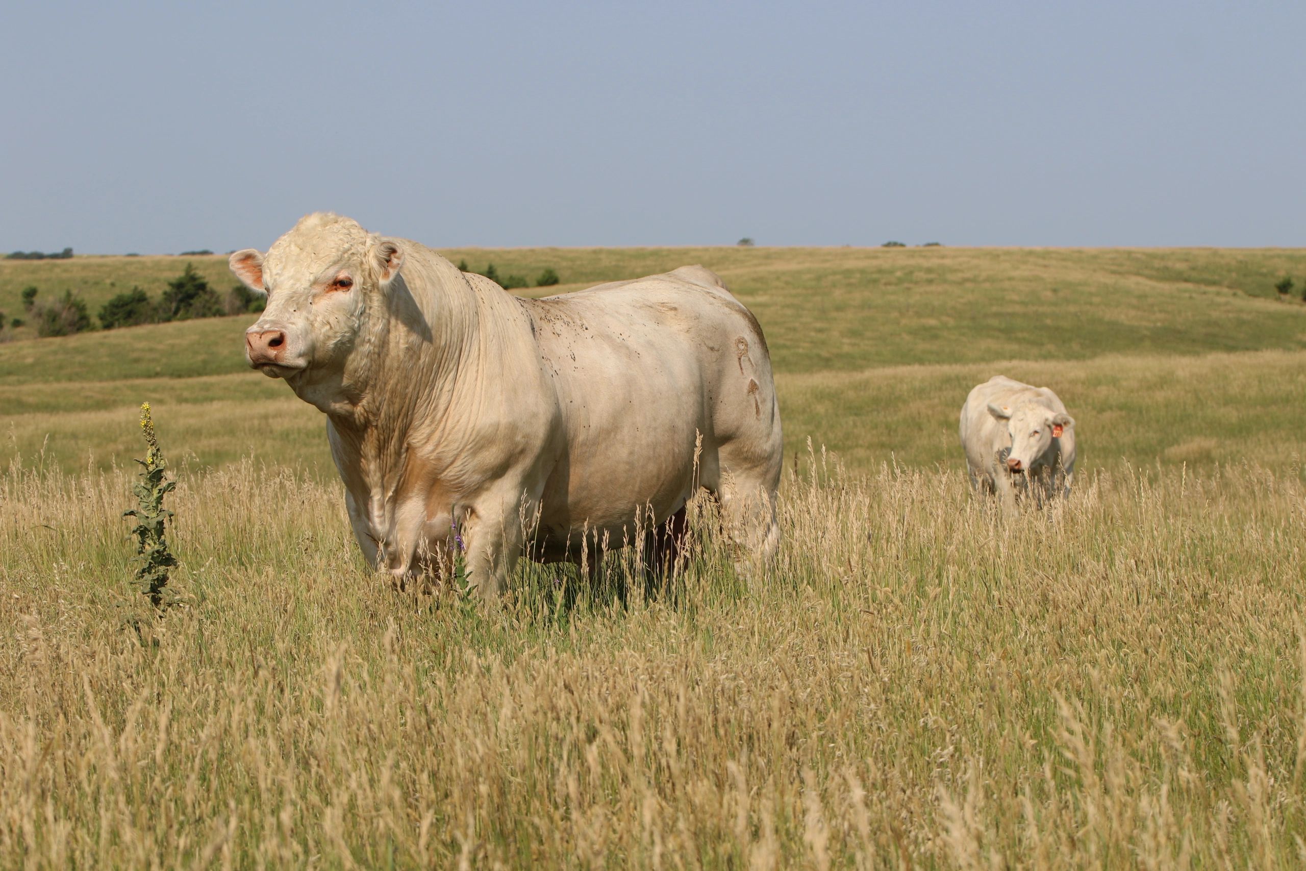 Rennert Ranch - Charolais Cattle for Sale, Charolais Cattle