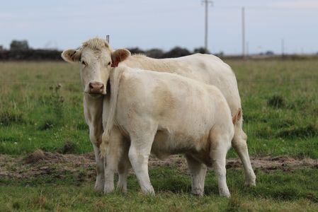 Rennert Ranch - Charolais Cattle for Sale, Charolais Cattle