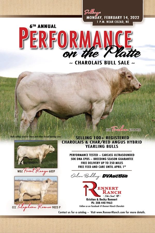 Rennert Ranch - Charolais Cattle for Sale, Charolais Cattle