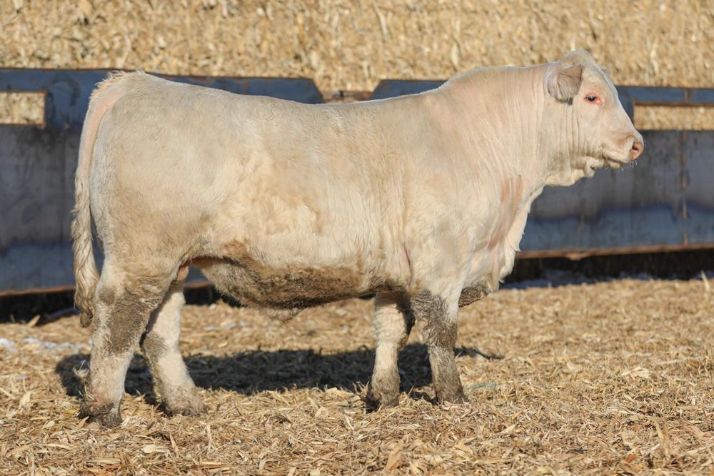 Rennert Ranch - Charolais Cattle for Sale, Charolais Cattle