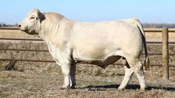 Charolais Bulls - Rennert Ranch | Rennert Ranch