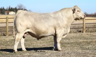 Charolais Bulls - Rennert Ranch | Rennert Ranch