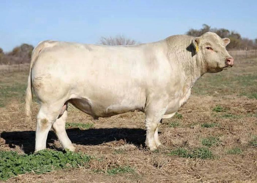 Charolais Bulls - Rennert Ranch