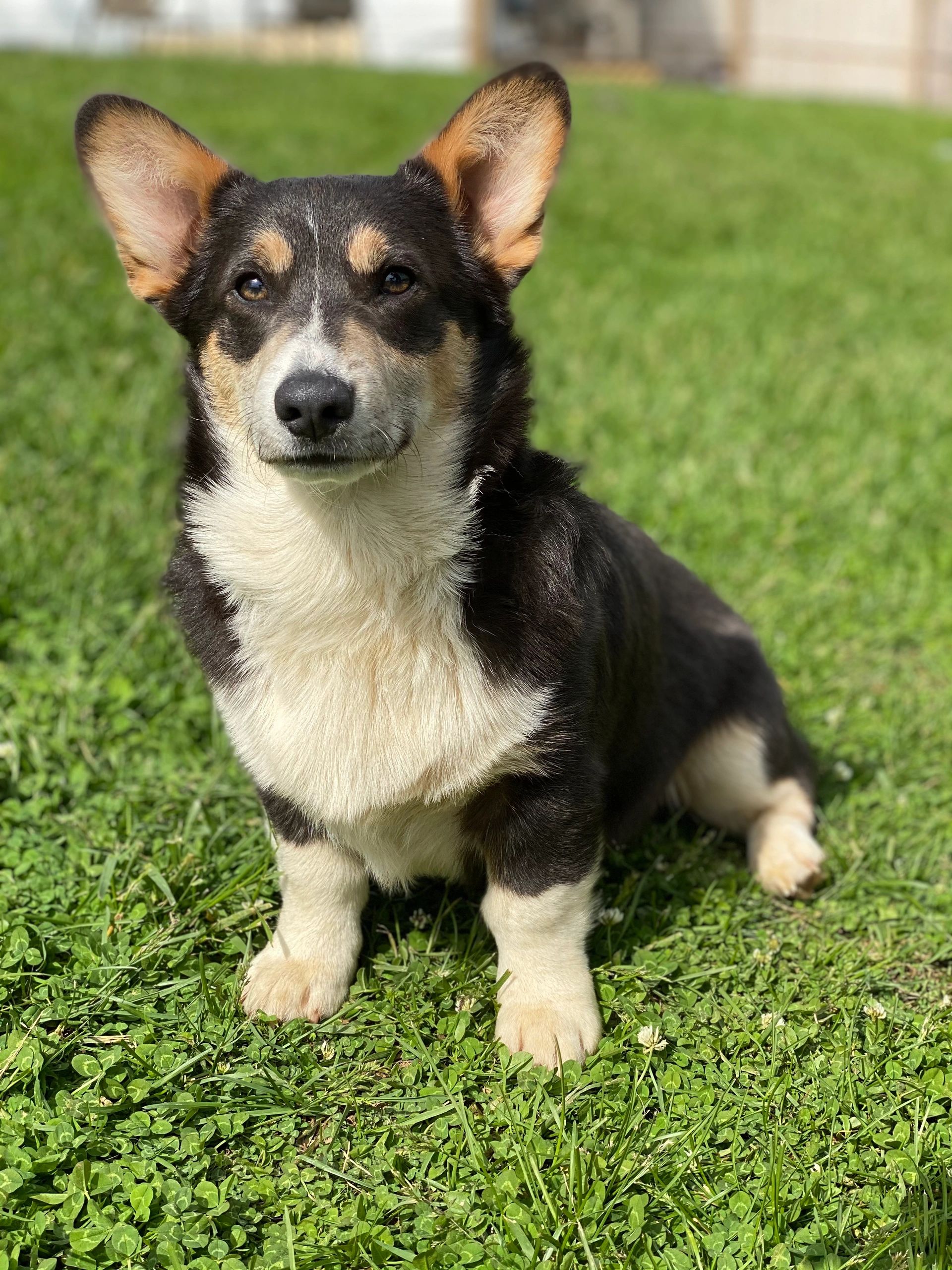 Do Corgis Have Blue Eyes