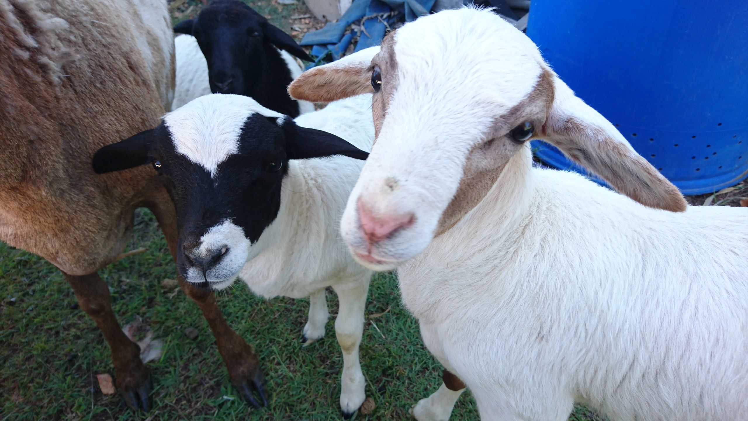 Information and Care | Gold Coast Pet Sheep
