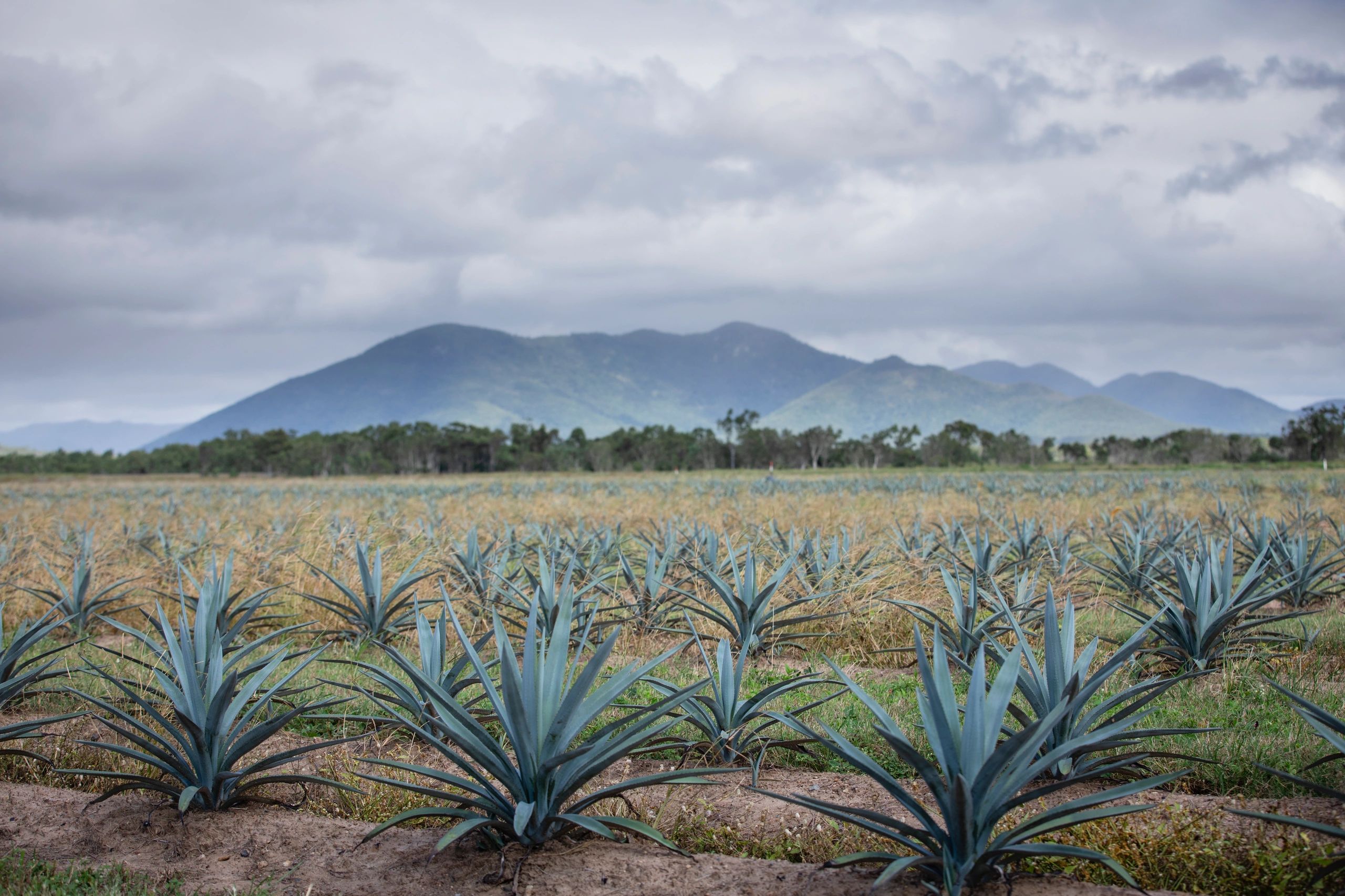 THE GLOBALIZATION OF AGAVE SPIRITS.
