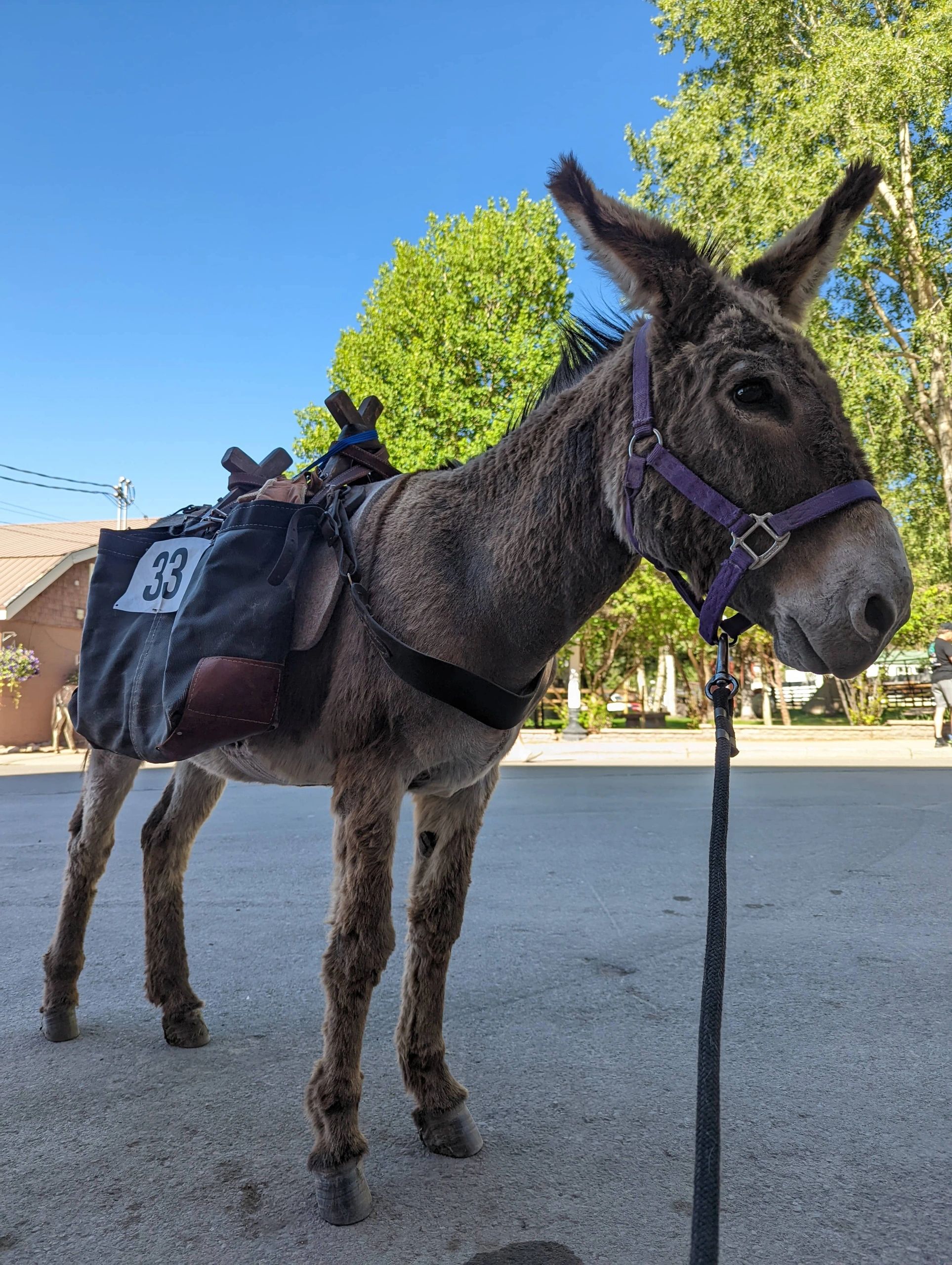 Pack Donkey