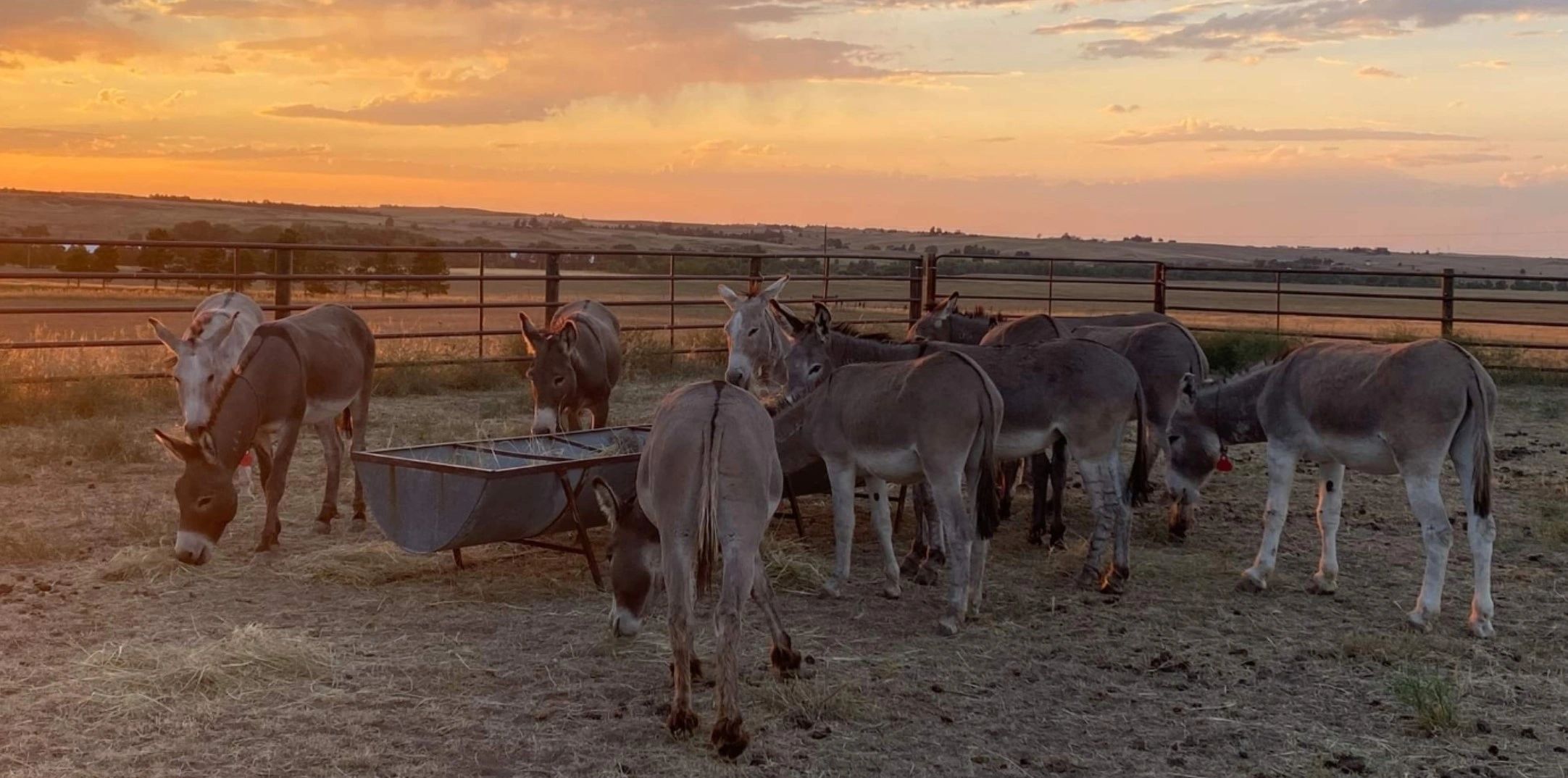Adopting a Wild Burro: A Colorado-based Guide