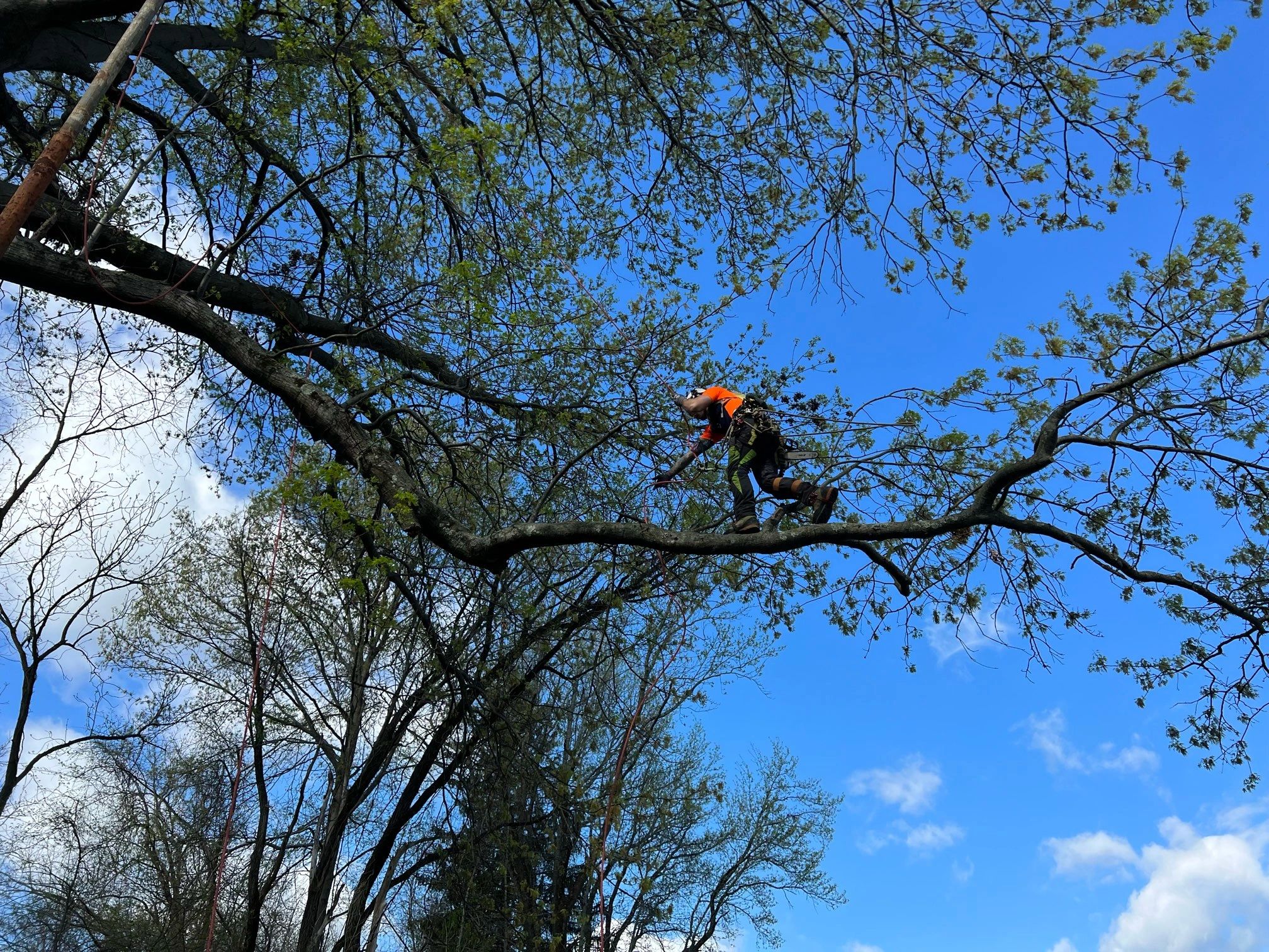 Treecare Ohio - Arborist, Licensed, Tree Services