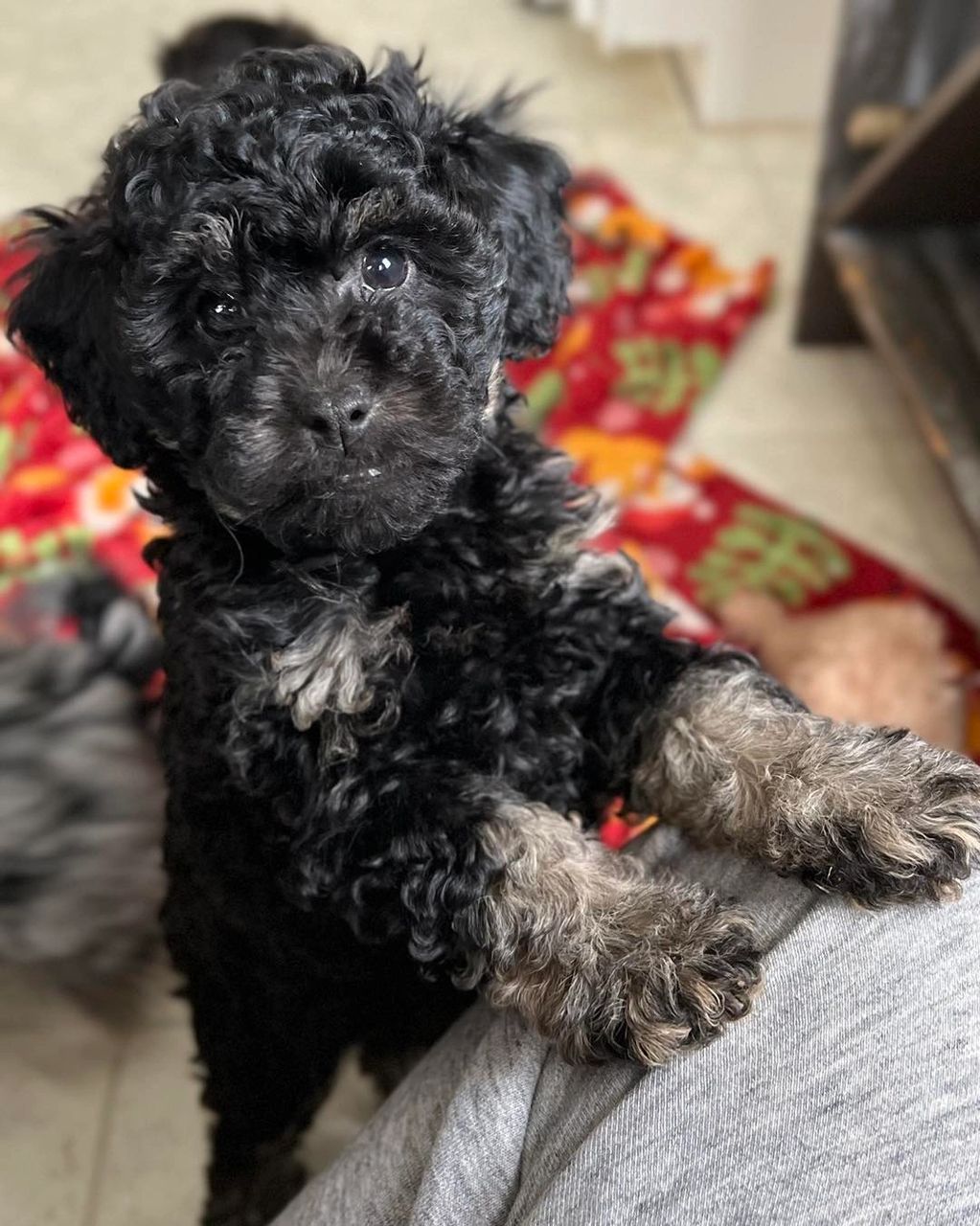 Availability | Island Canines