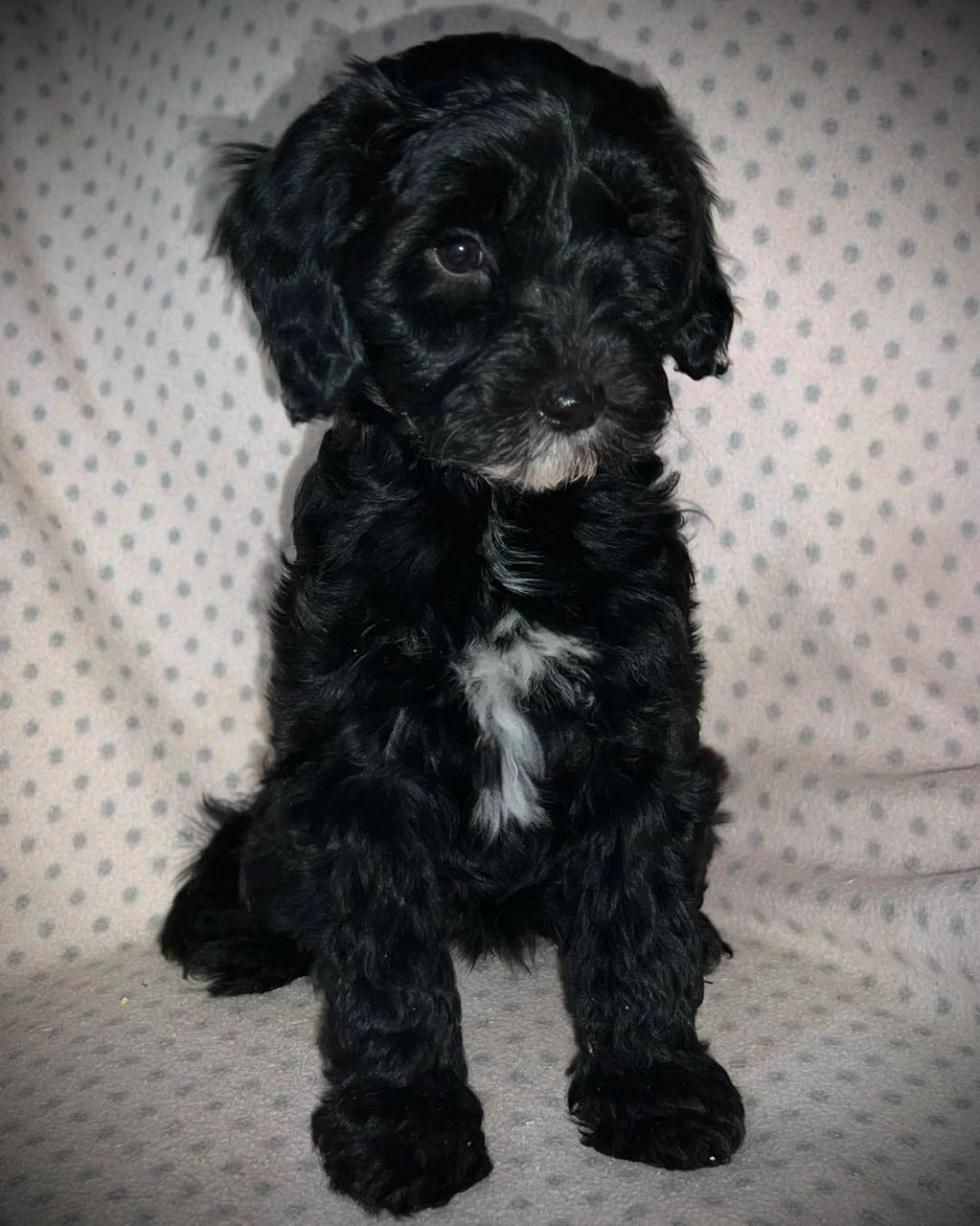 Availability | Island Canines