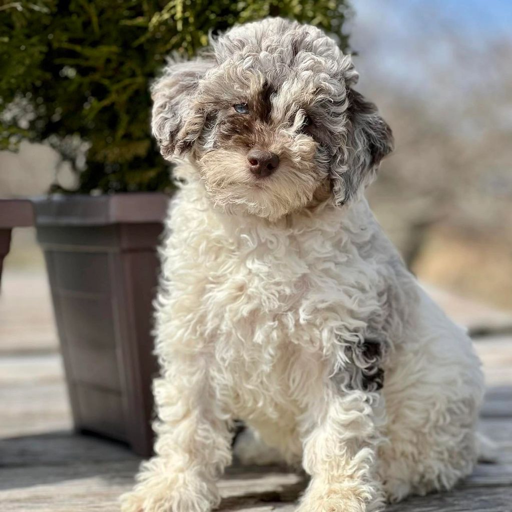 Availability | Island Canines