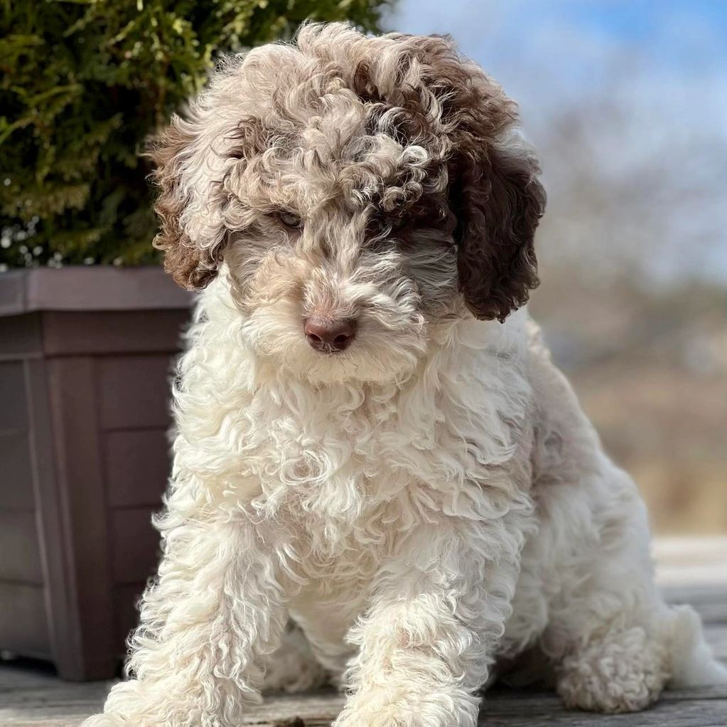 Availability | Island Canines