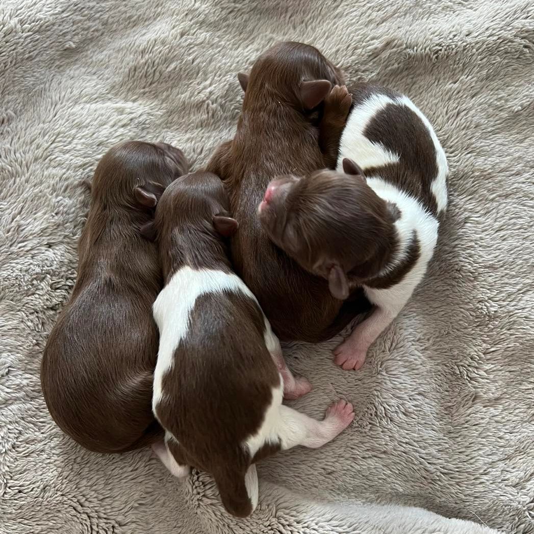 Availability | Island Canines