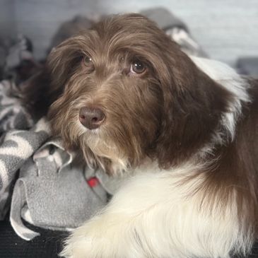 Availability | Island Canines