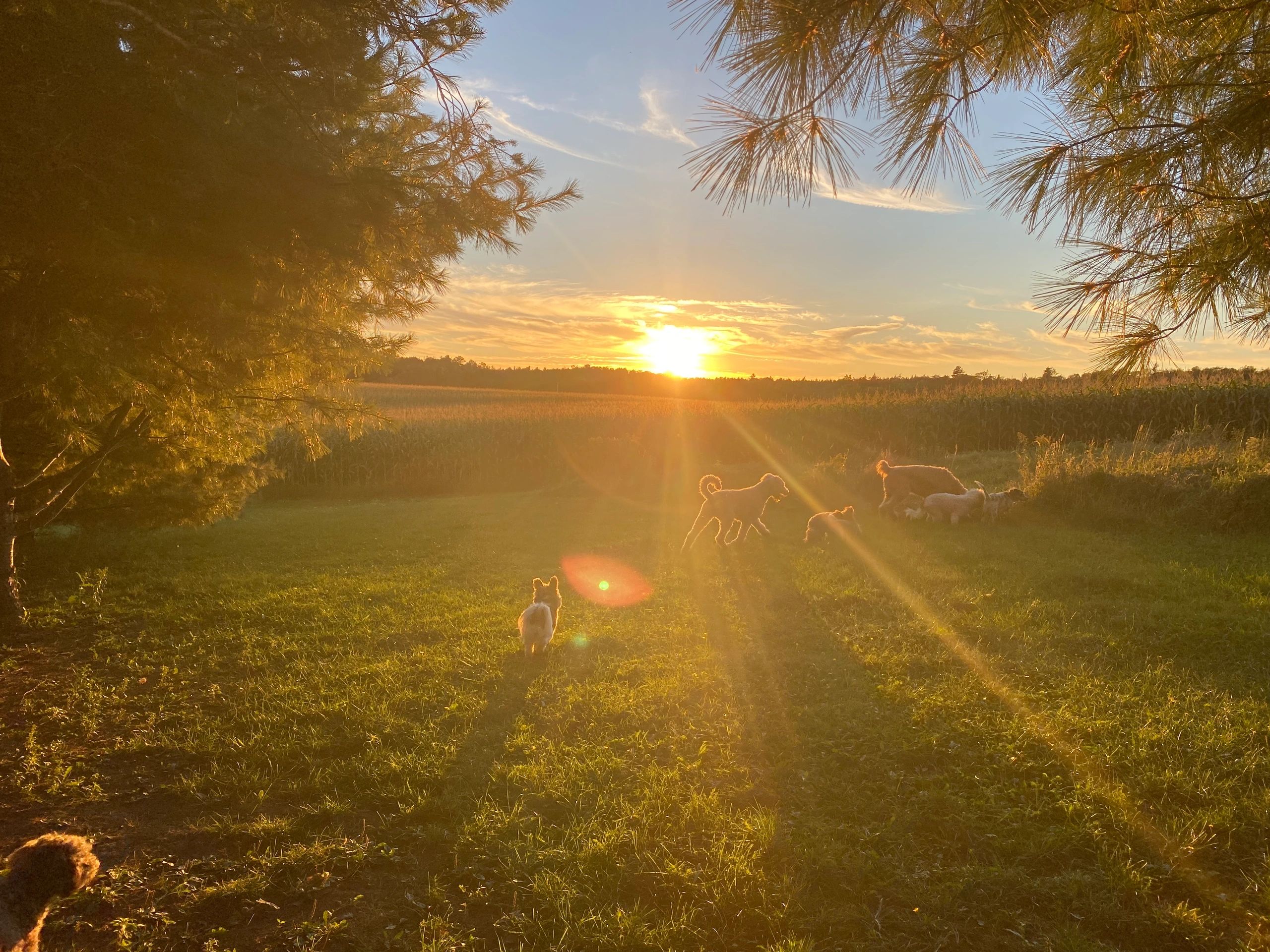 Gallery | Island Canines